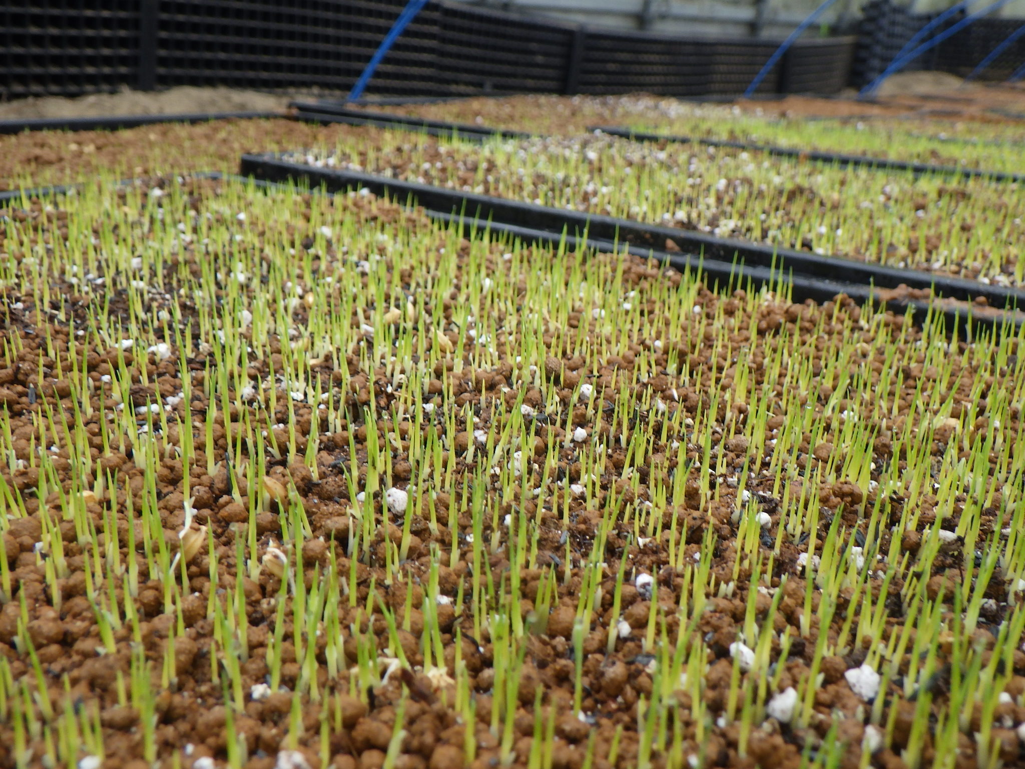 芽生え～田植え（KFu96）: 生きもの元気米