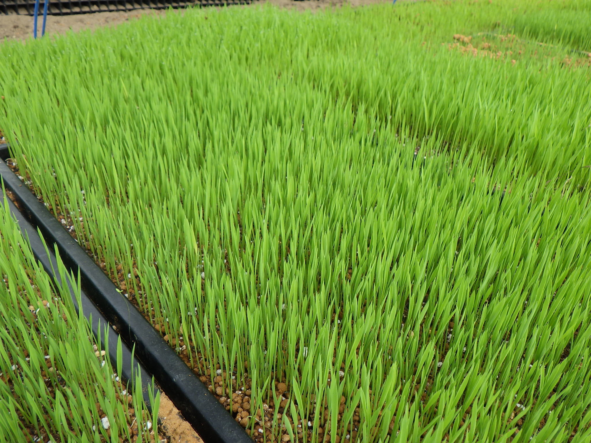 芽生え～田植え（KFu96）: 生きもの元気米