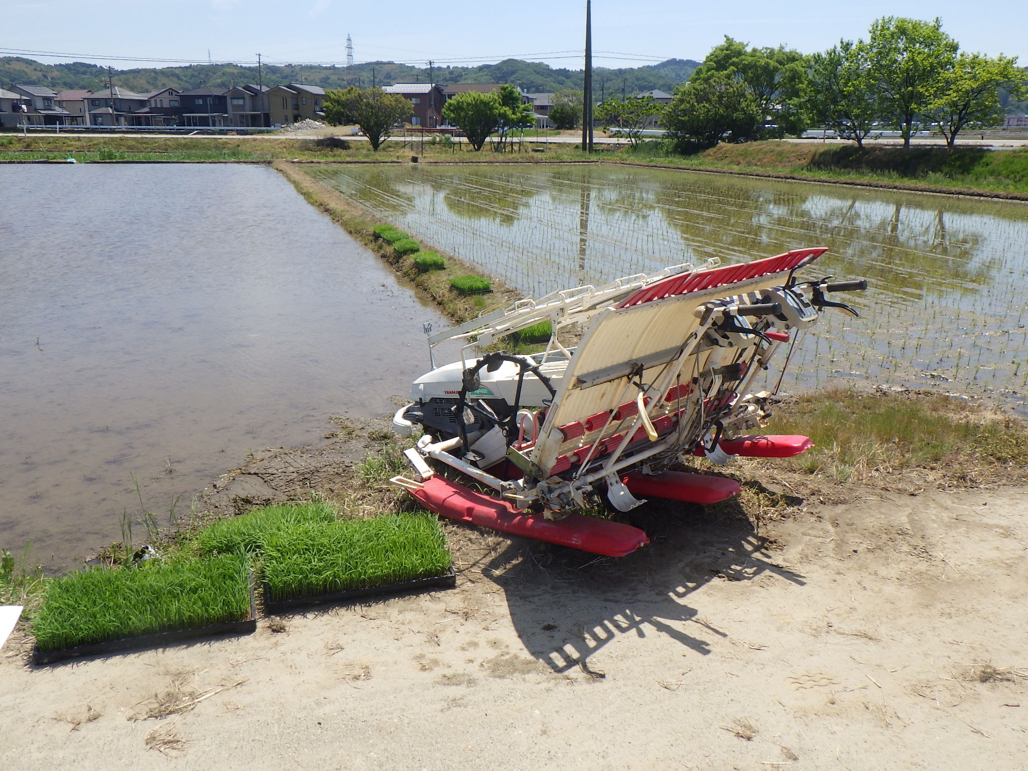 芽生え～田植え（KFu96）: 生きもの元気米